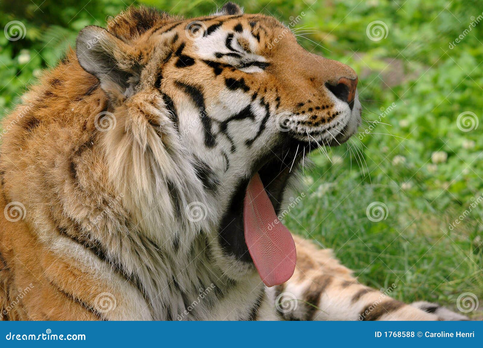 Tired tiger 2 stock photo. Image of animals, felines, tree - 1768588