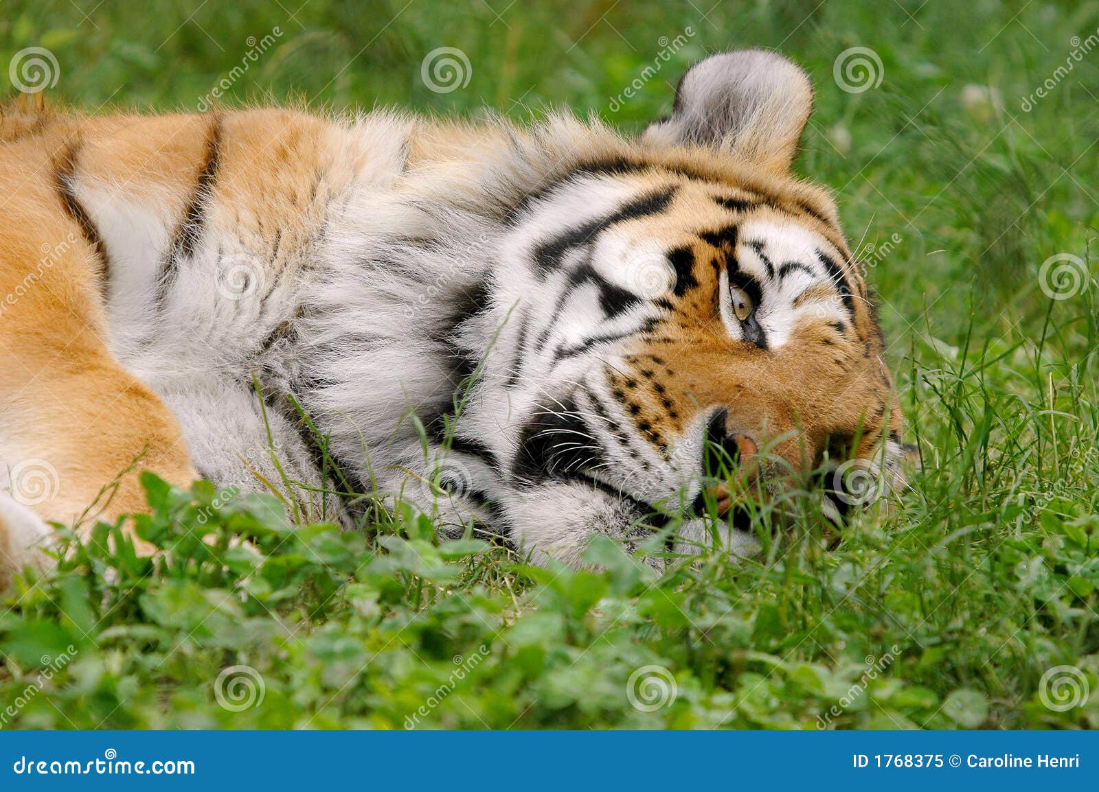 Tired tiger 3 stock image. Image of feline, plant, nature - 1768375