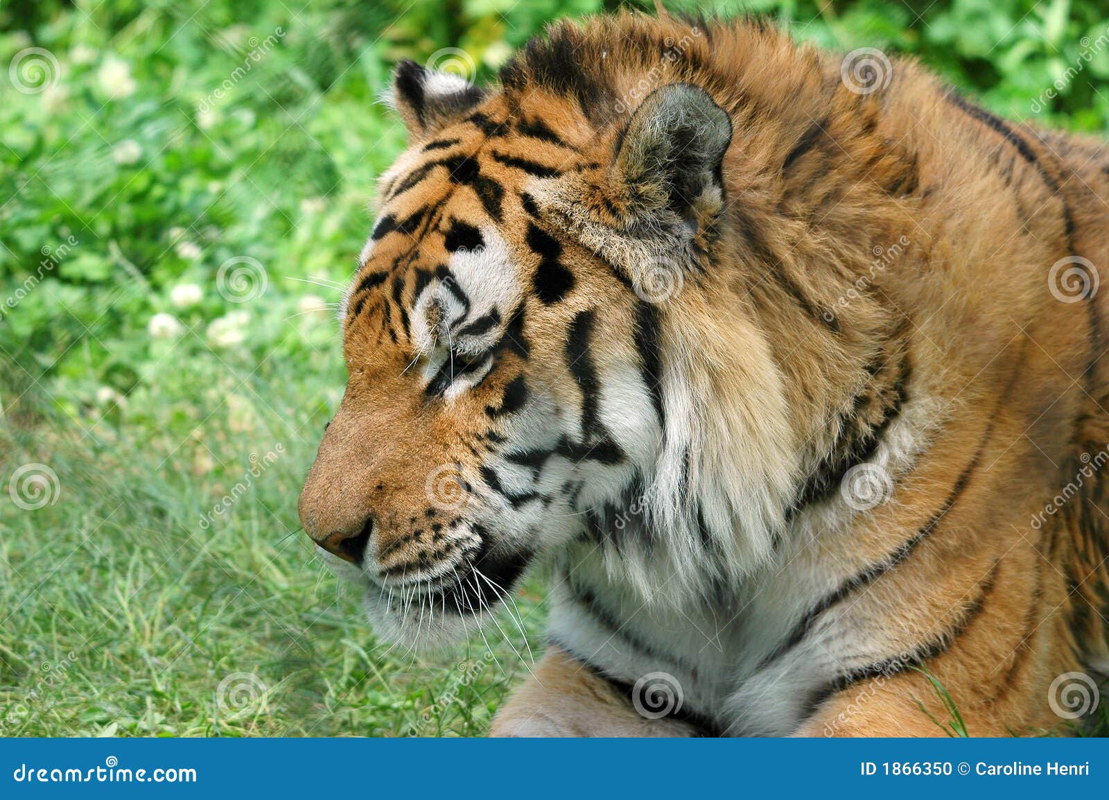 Tired tiger 7 stock photo. Image of feline, tree, wildlife - 1866350