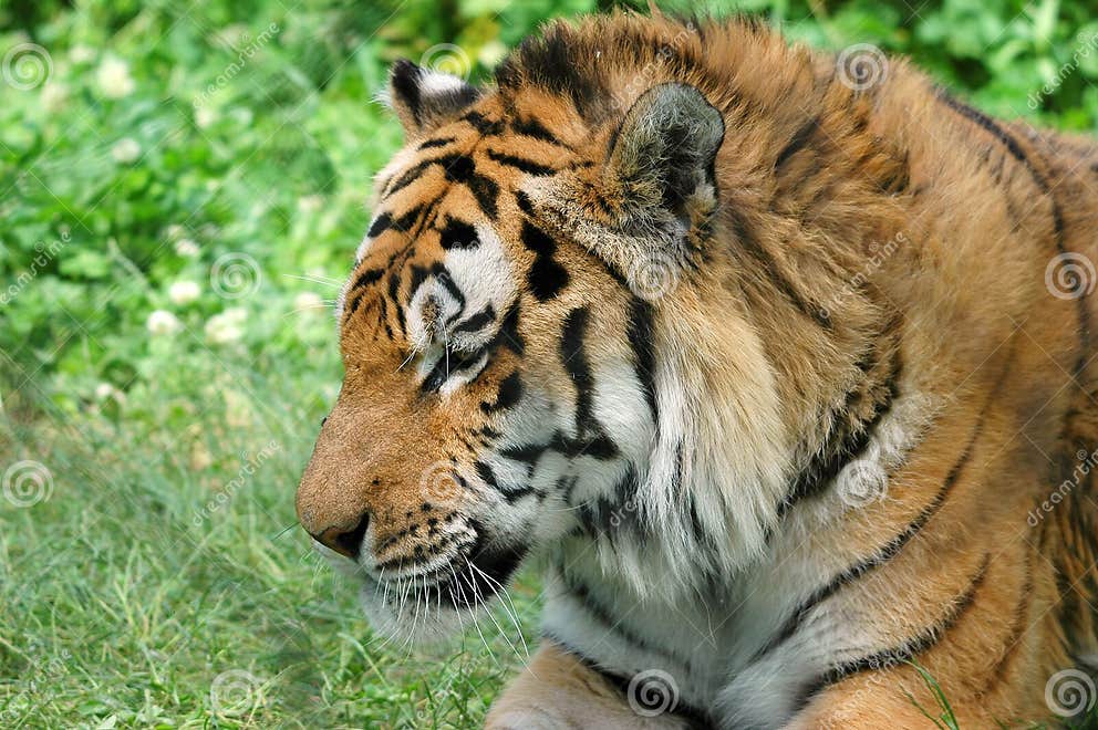 Tired tiger 7 stock photo. Image of feline, tree, wildlife - 1866350