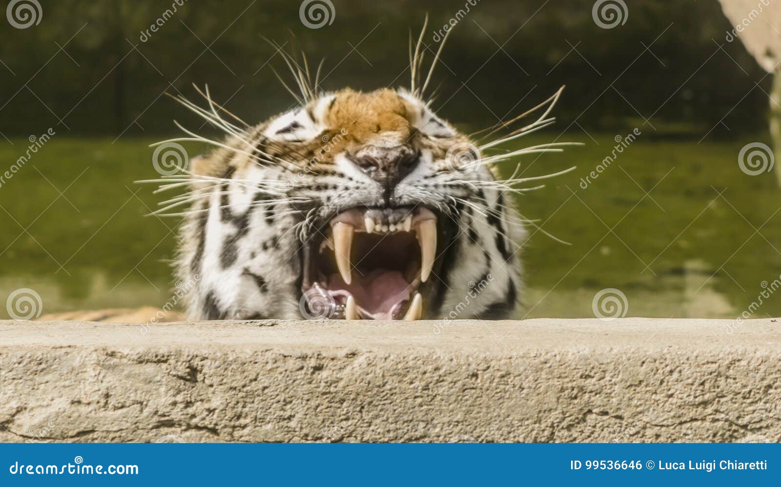 Tired tiger stock photo. Image of wildlife, animal, mammal - 99536646