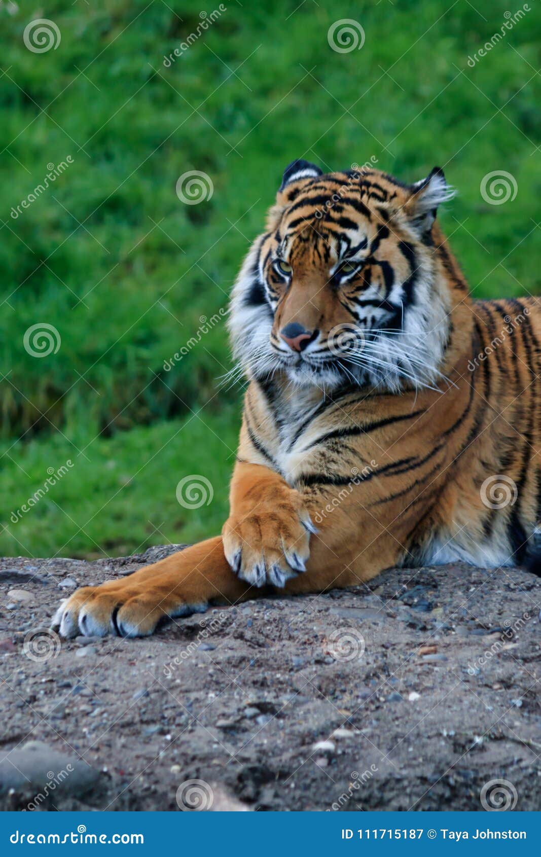 Tired tiger staring stock image. Image of orange, mammal - 111715187