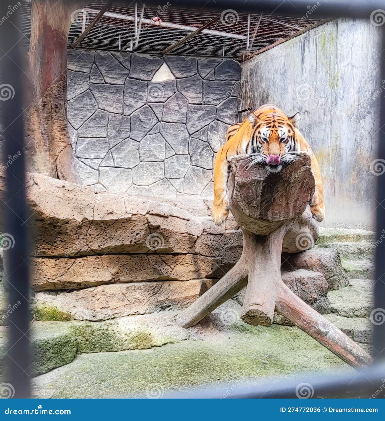 The Tired Tiger stock photo. Image of mammal, tiger - 274772036