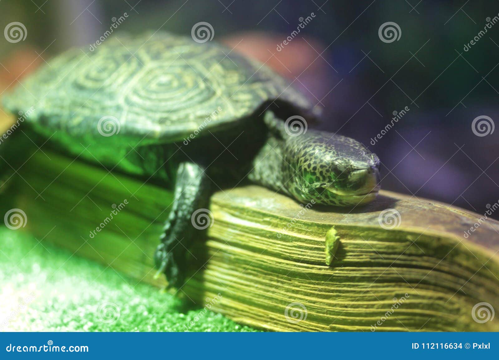 A tired turtle in relax stock photo. Image of cute, nature - 112116634