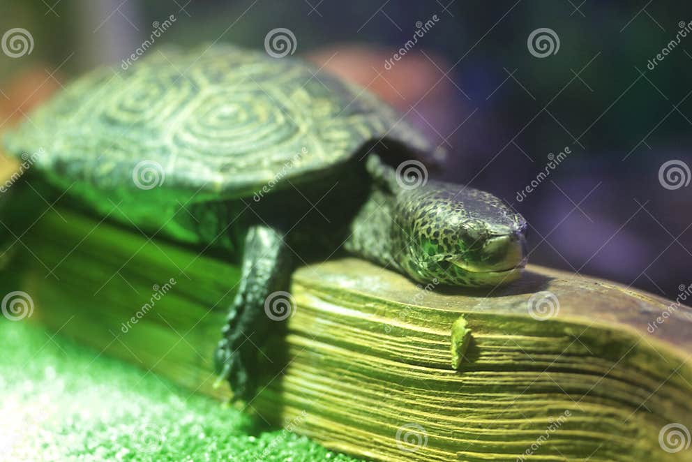 A tired turtle in relax stock photo. Image of cute, nature - 112116634
