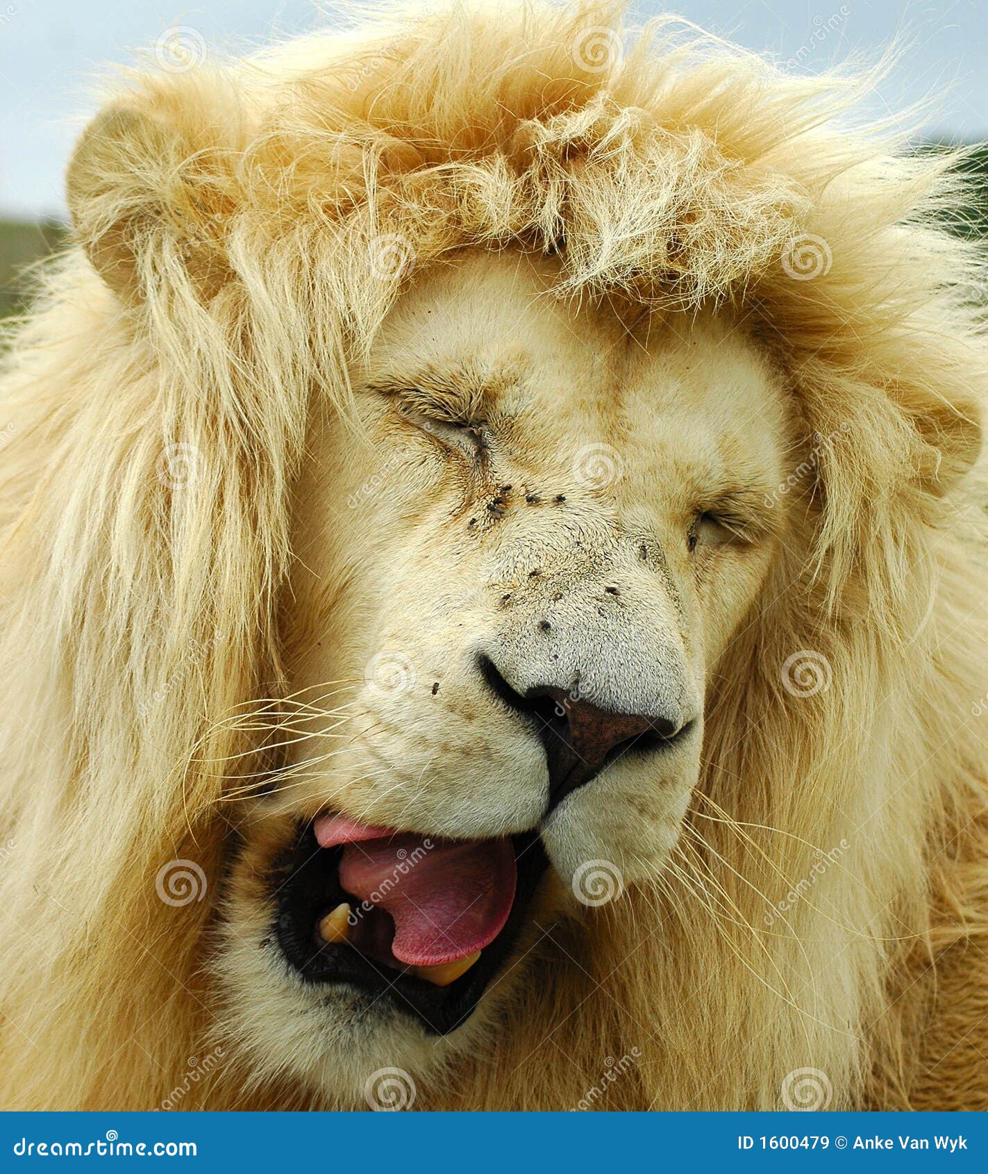 Tired white lion stock image. Image of faces, head, djungel - 1600479