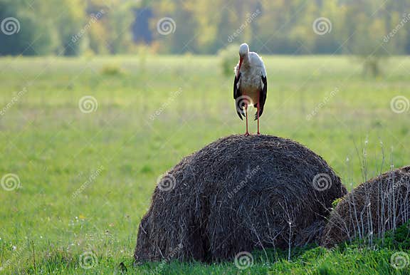 Tired White Stork stock photo. Image of nature, environment - 26075208