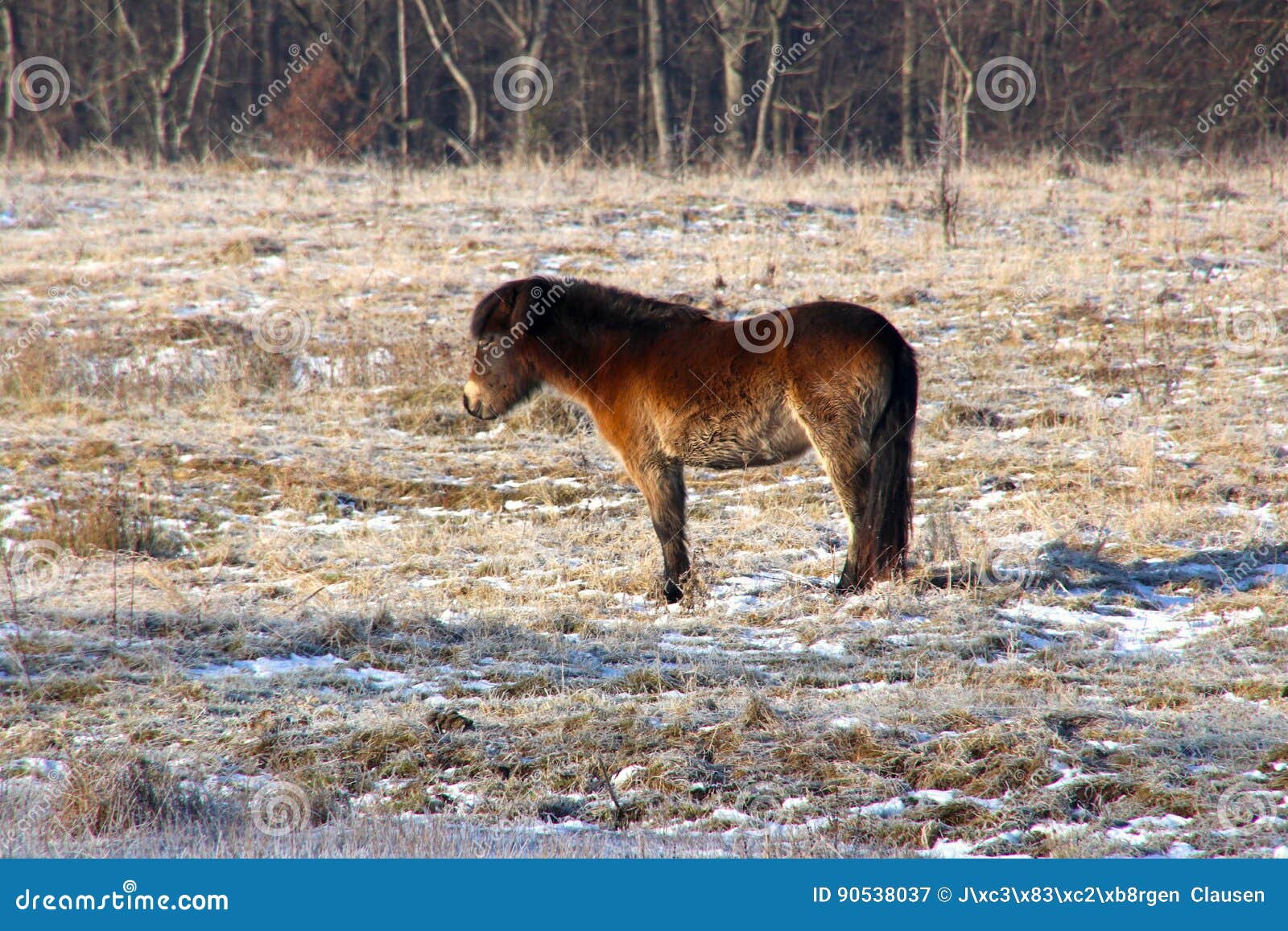 Tired Wild Horse Taking a Break Stock Image - Image of frost, break ...