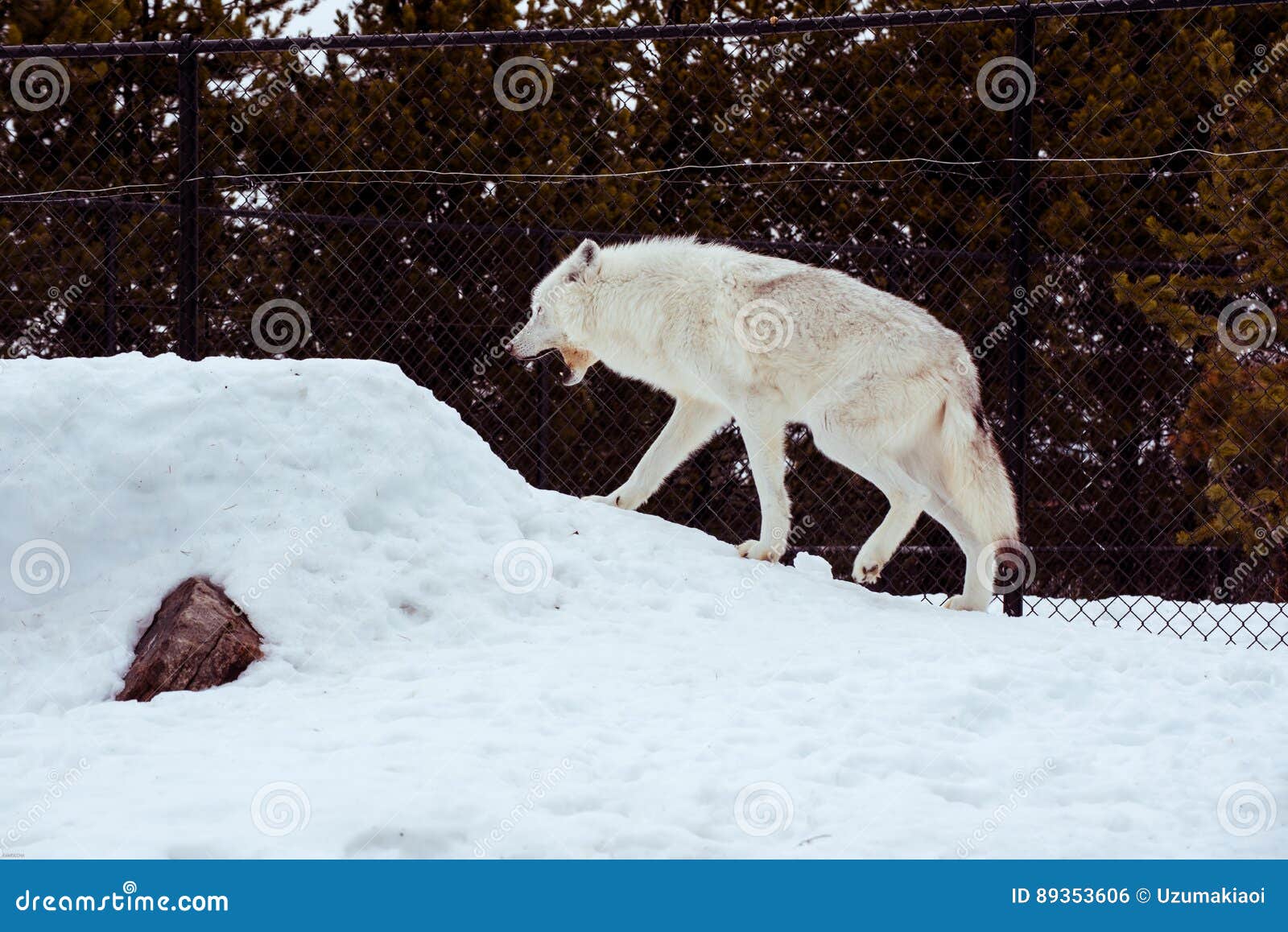 A Tired Wolf is Yawning with the Snow in the Winter in the Relax Time ...