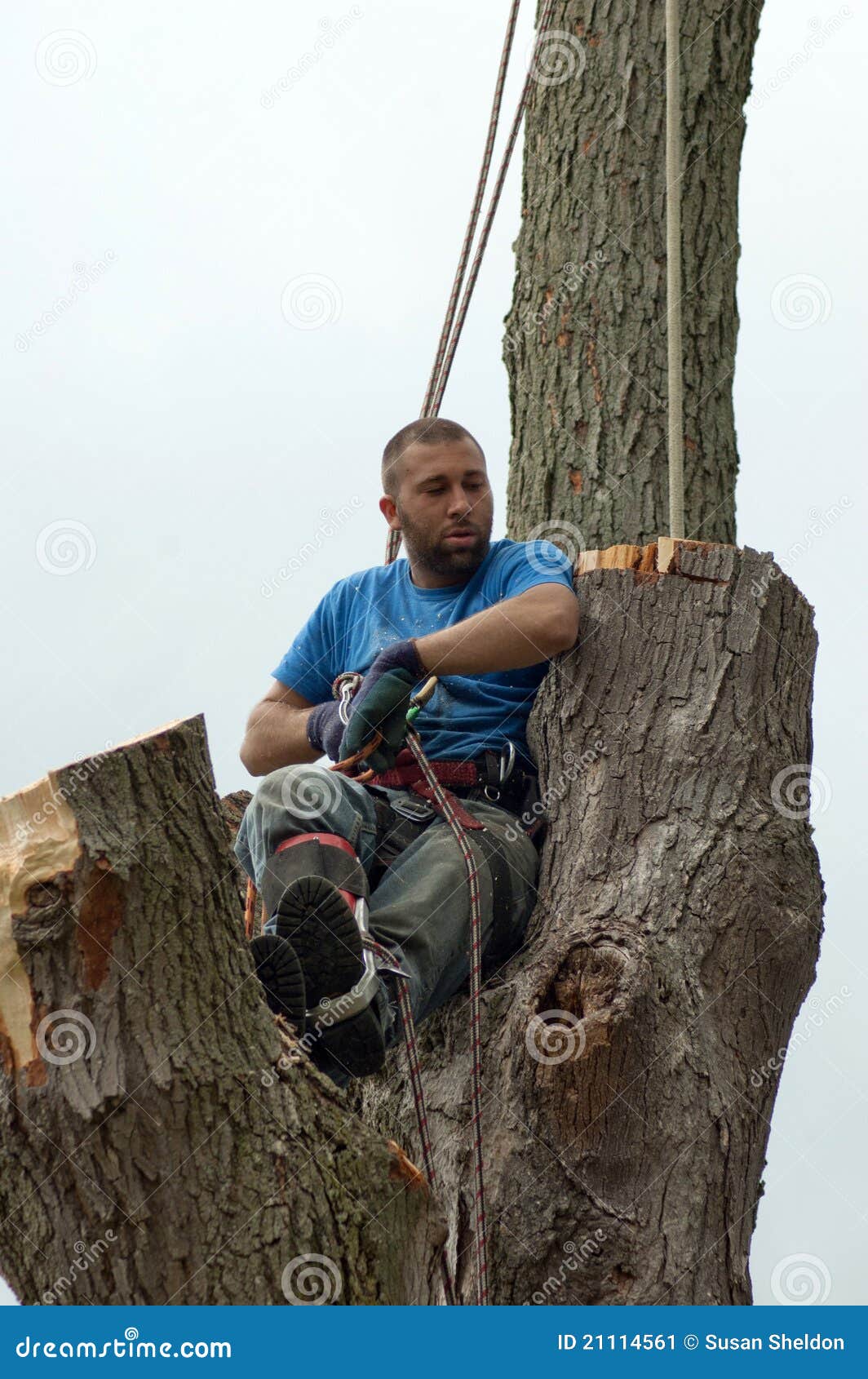 Tired tree worker stock image. Image of tied, worn, safety - 21114561