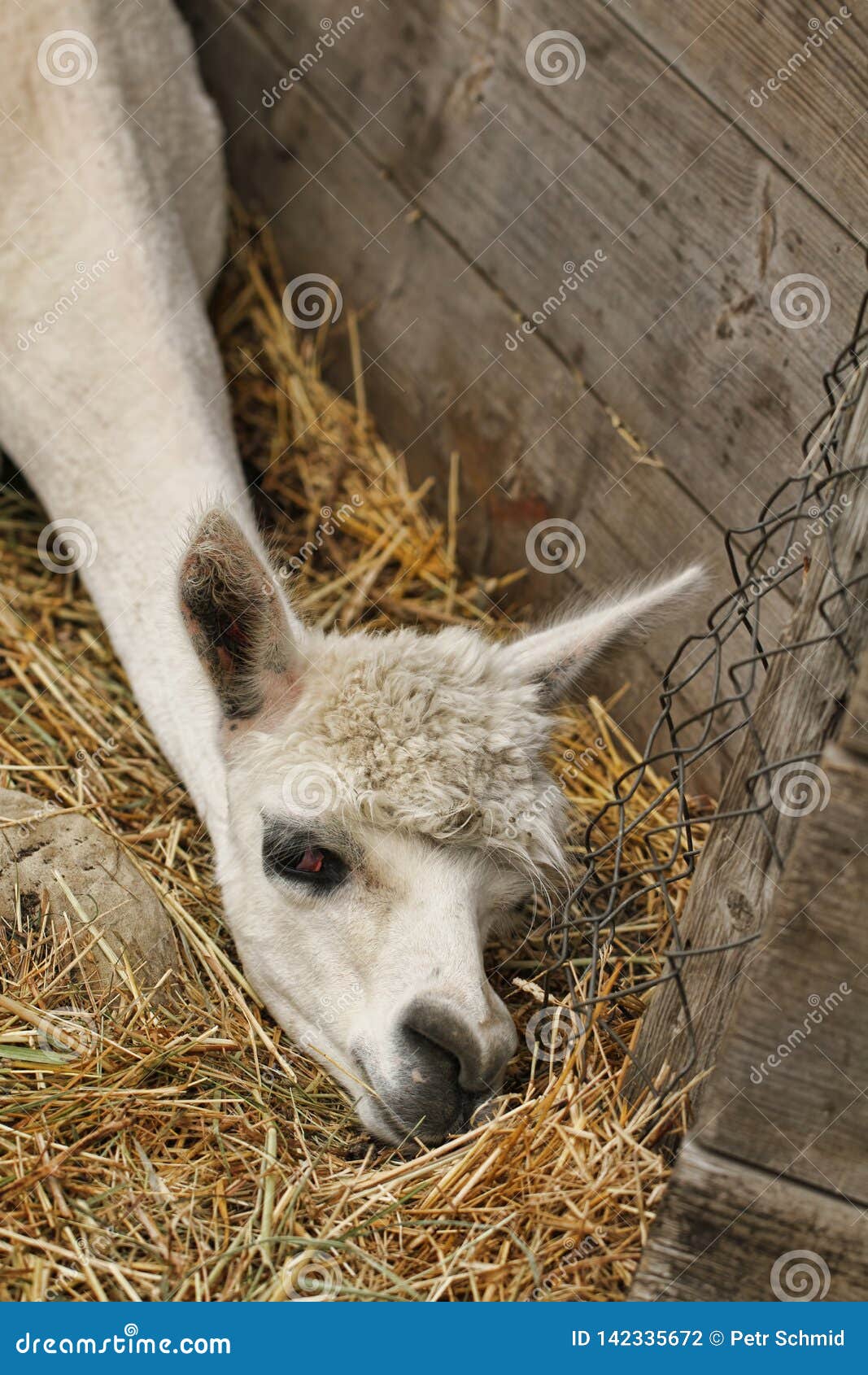 Young Llama Sleeping on a Straw Stock Photo - Image of sleeping, lama ...