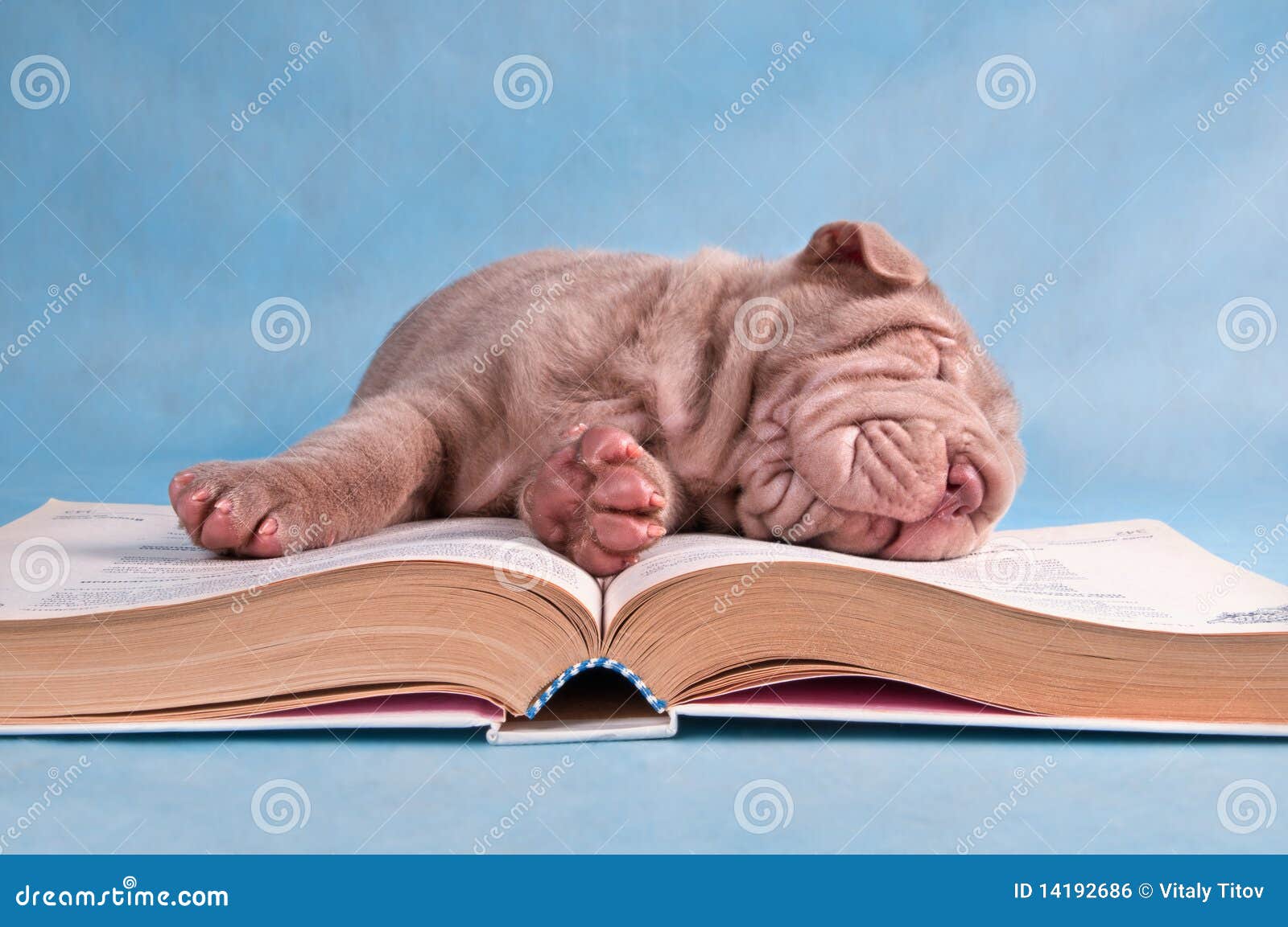 Tiresome Studies stock photo. Image of doctor, book, animal - 14192686