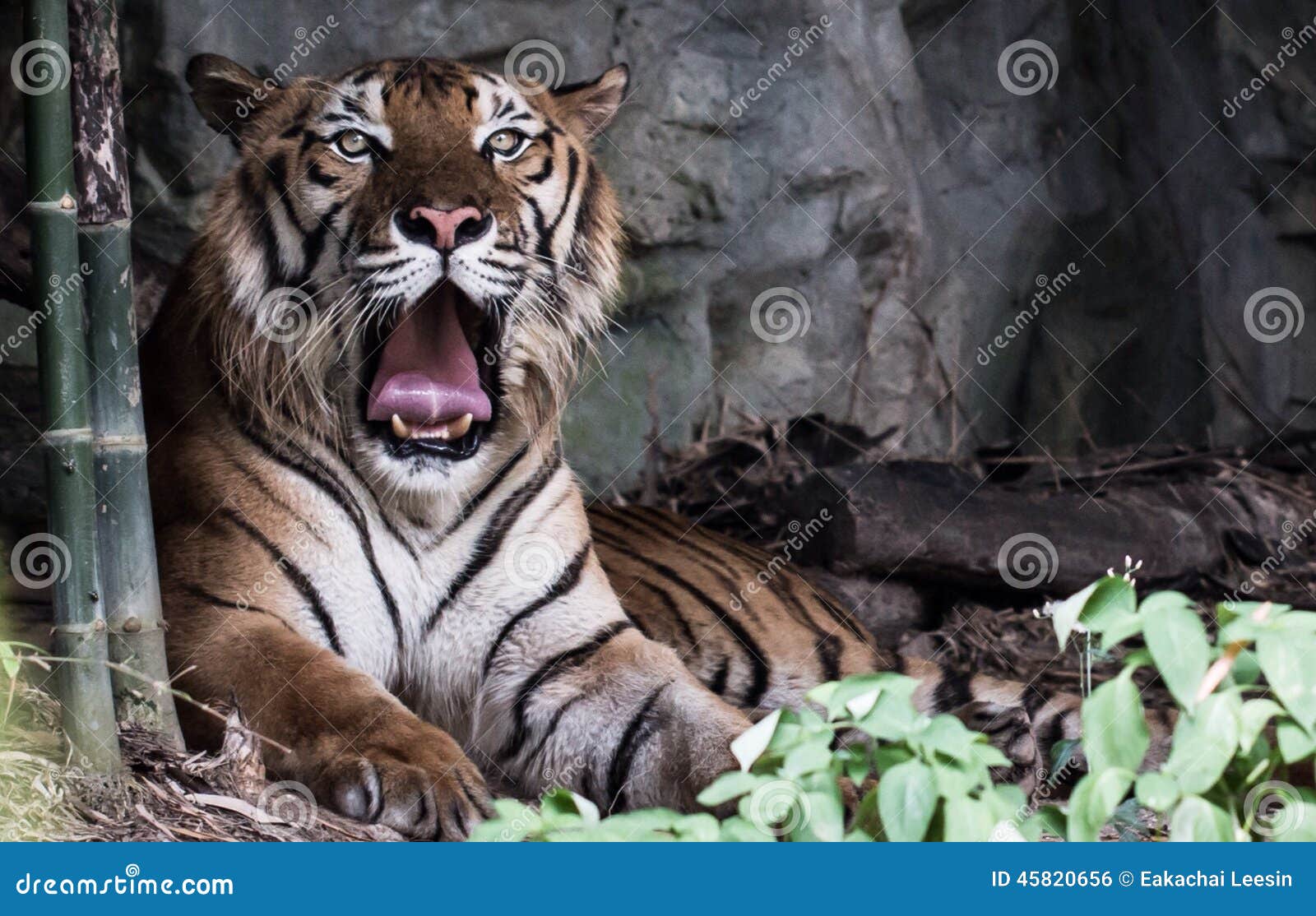 A tiring day stock photo. Image of tiring, animal, yawn - 45820656