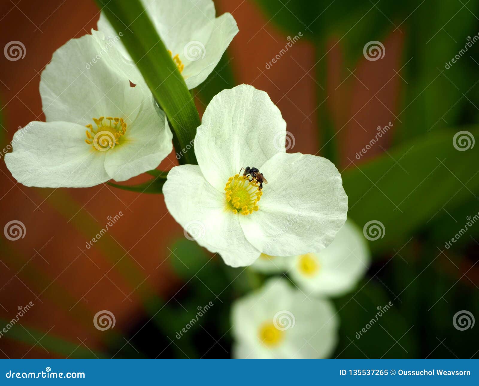 Tiro Del Primer Lilly De La Flor Imagen de archivo - Imagen de hoja ...