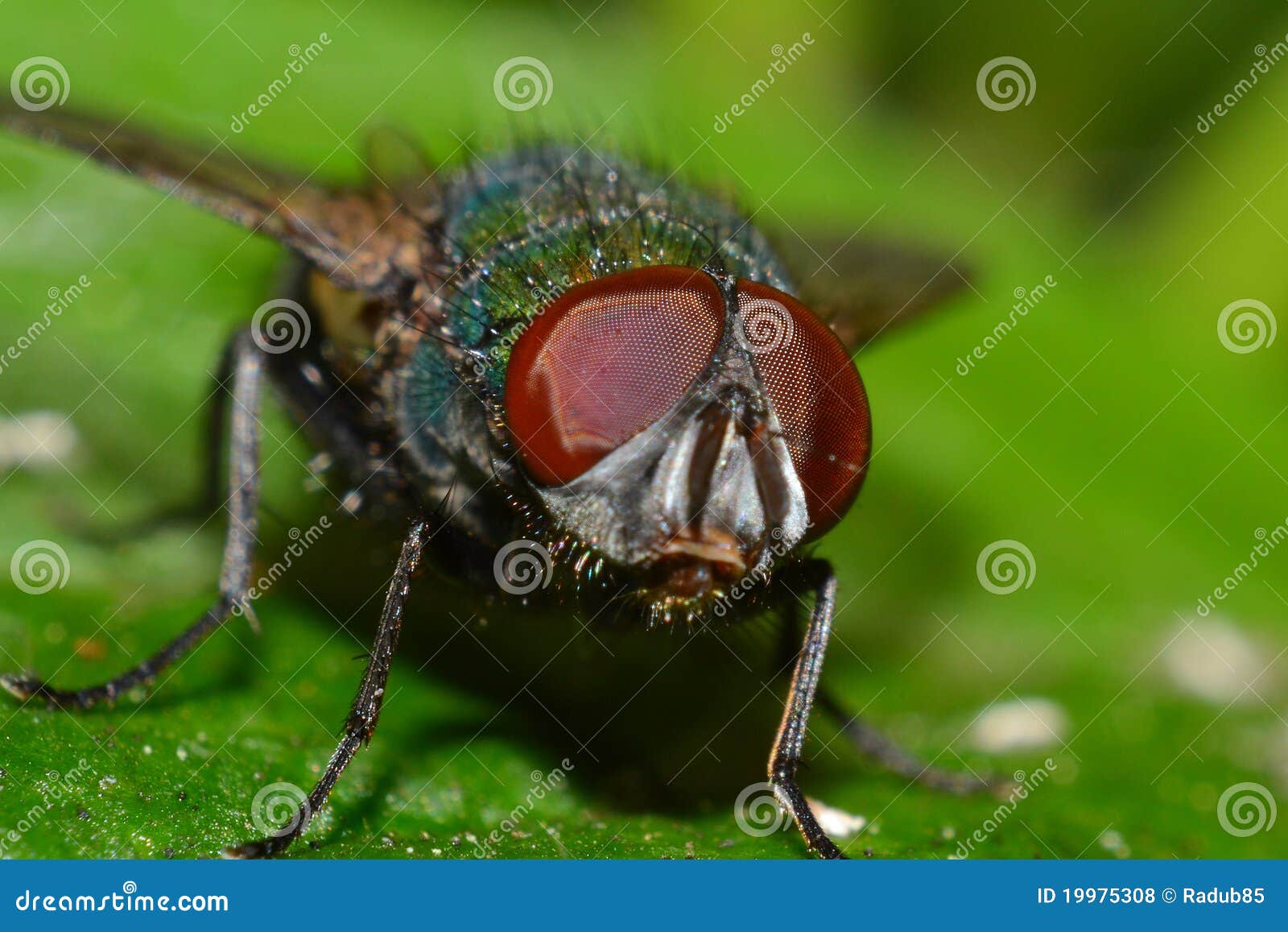 Tiro Macro Da Mosca Com Olhos Vermelhos Foto de Stock - Imagem de comum ...