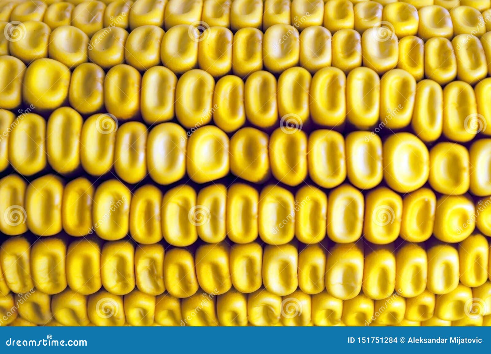 Tiro Macro Da Textura Do Milho Foto de Stock - Imagem de linha, dieta ...