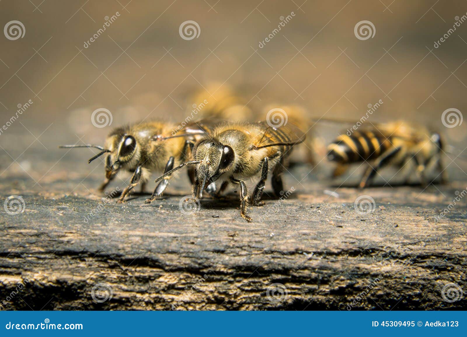 Tiro Macro De Pulular De Las Abejas Imagen de archivo - Imagen de ...