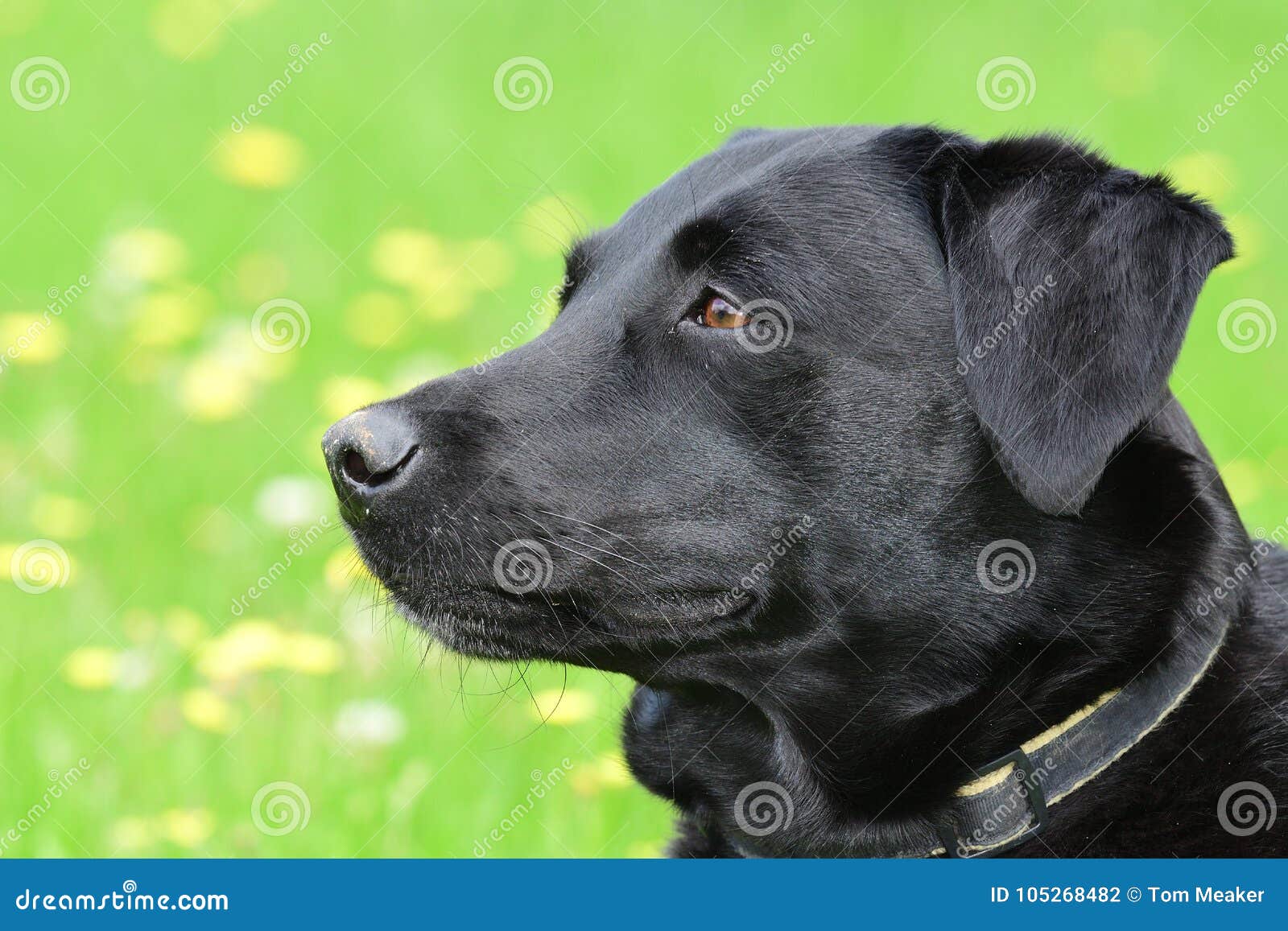 Tiro Principal De Un Labrador Negro Lindo Foto de archivo - Imagen de ...