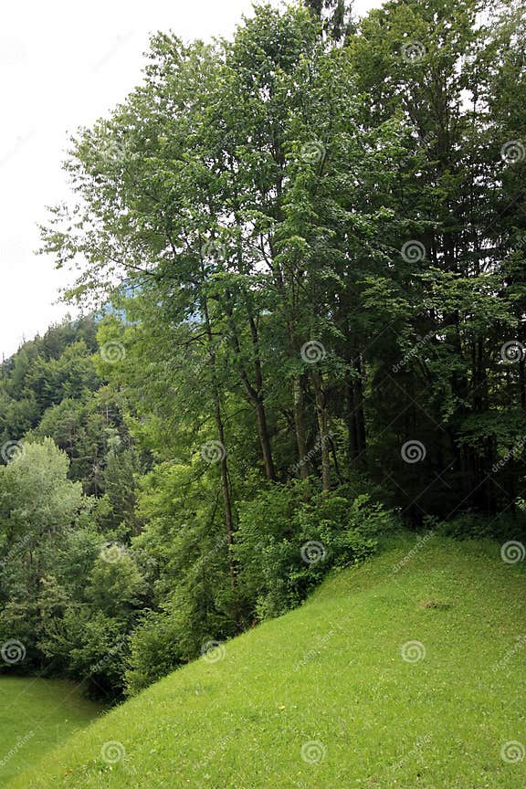 Tirolian alps stock image. Image of green, nature, bayern - 5703919