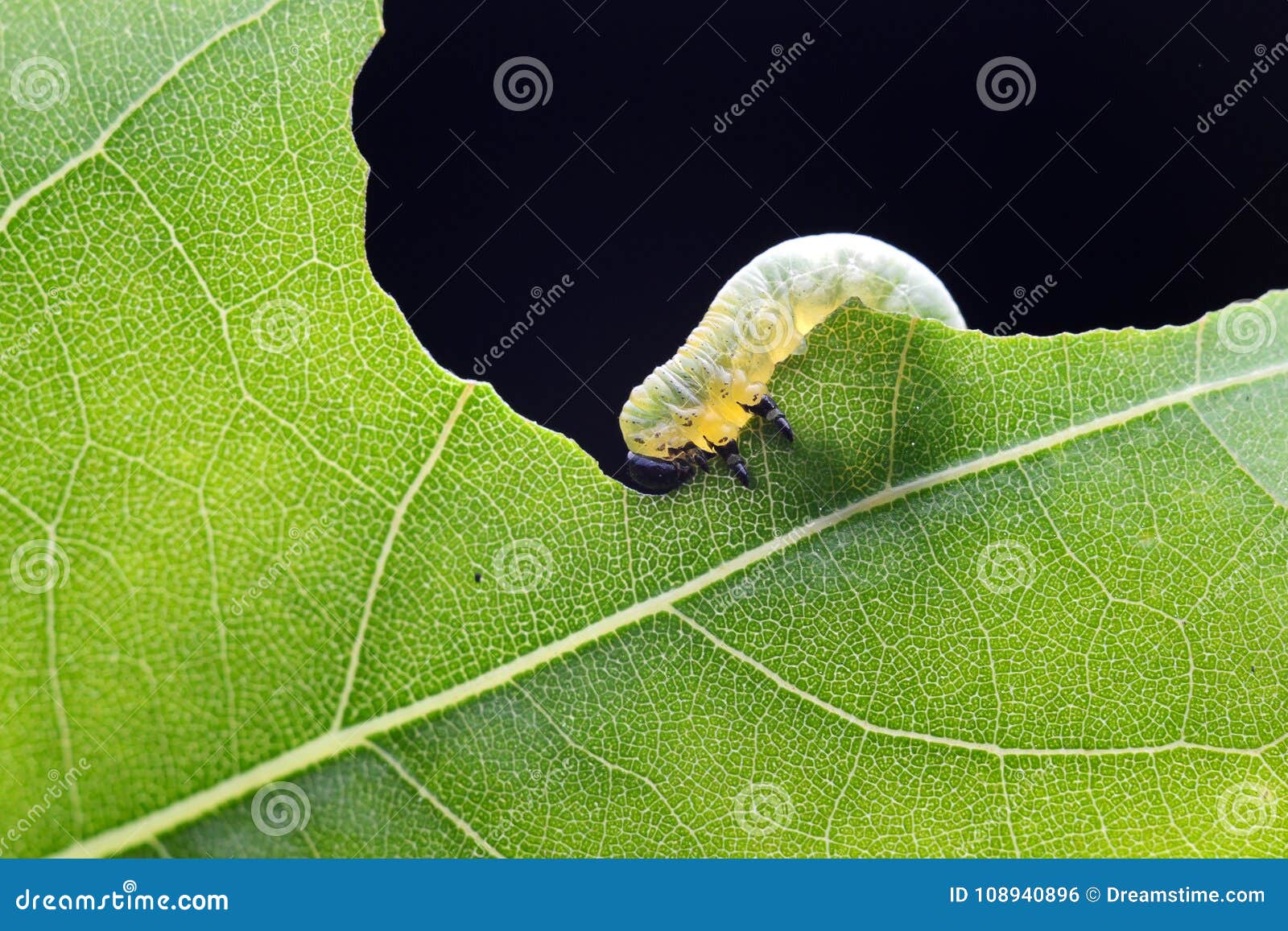 Tiroteo Macro Del Gusano De Seda Del Insecto Foto de archivo - Imagen ...