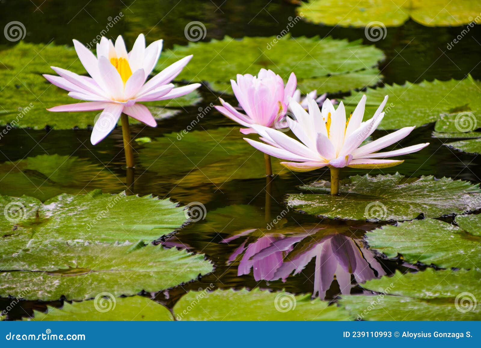 Lotus is the Genus Name for Aquatic Plants from the Nymphaeaceae Tribe ...
