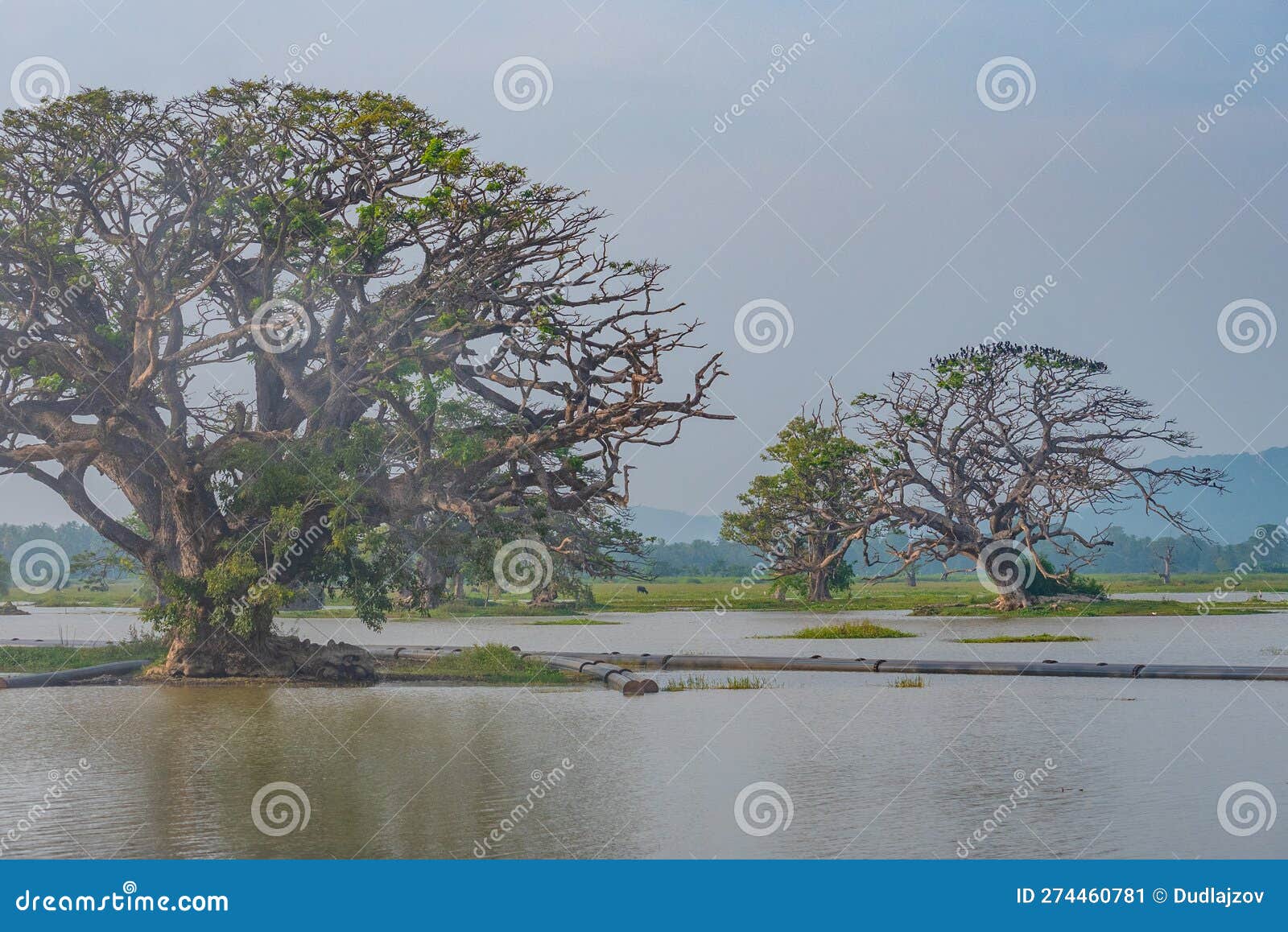 Tissa Weva Lake at Sri Lanka Stock Image - Image of valley, reservoir ...