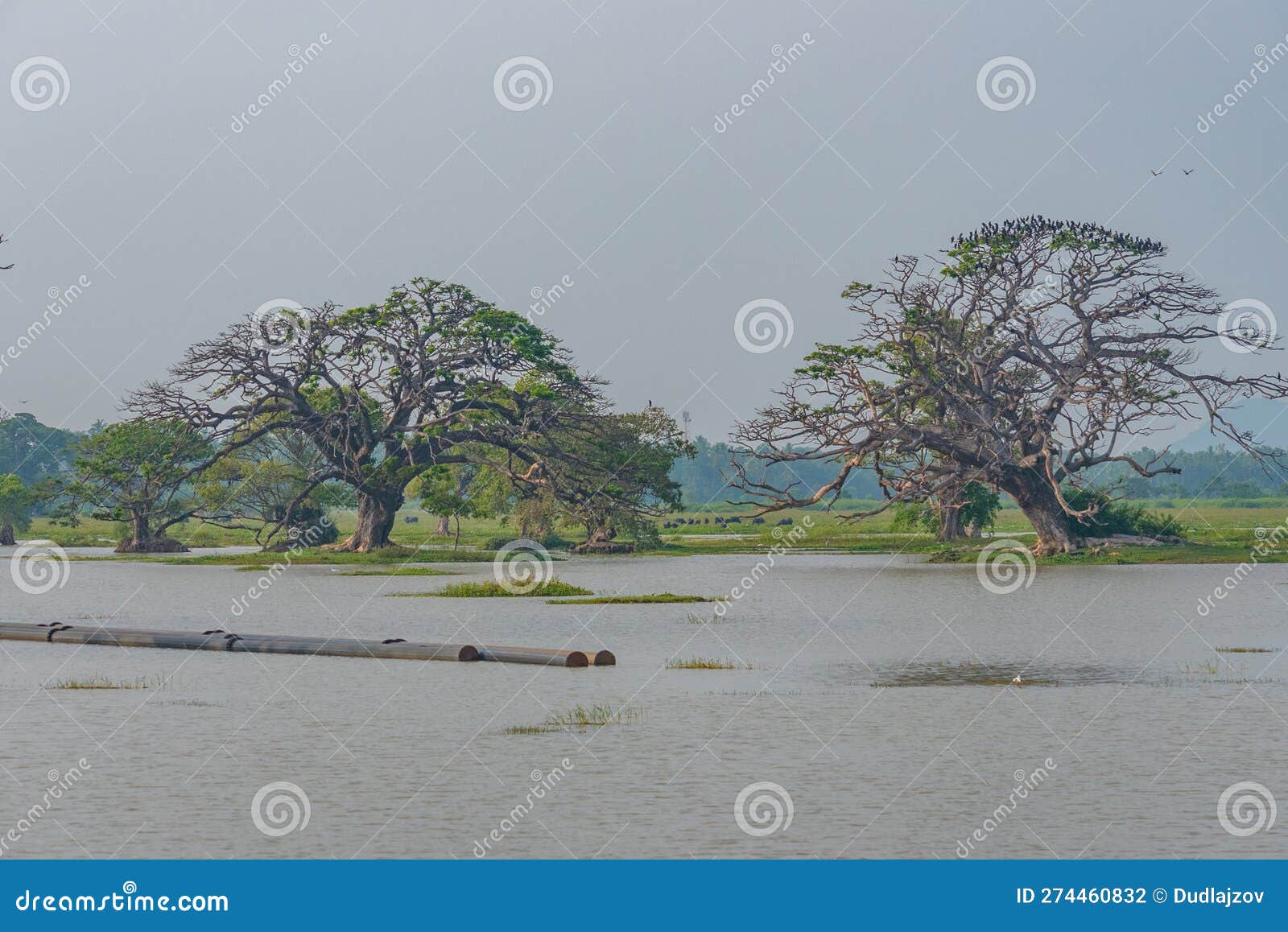 Tissa Weva Lake at Sri Lanka Stock Photo - Image of field, fresh: 274460832