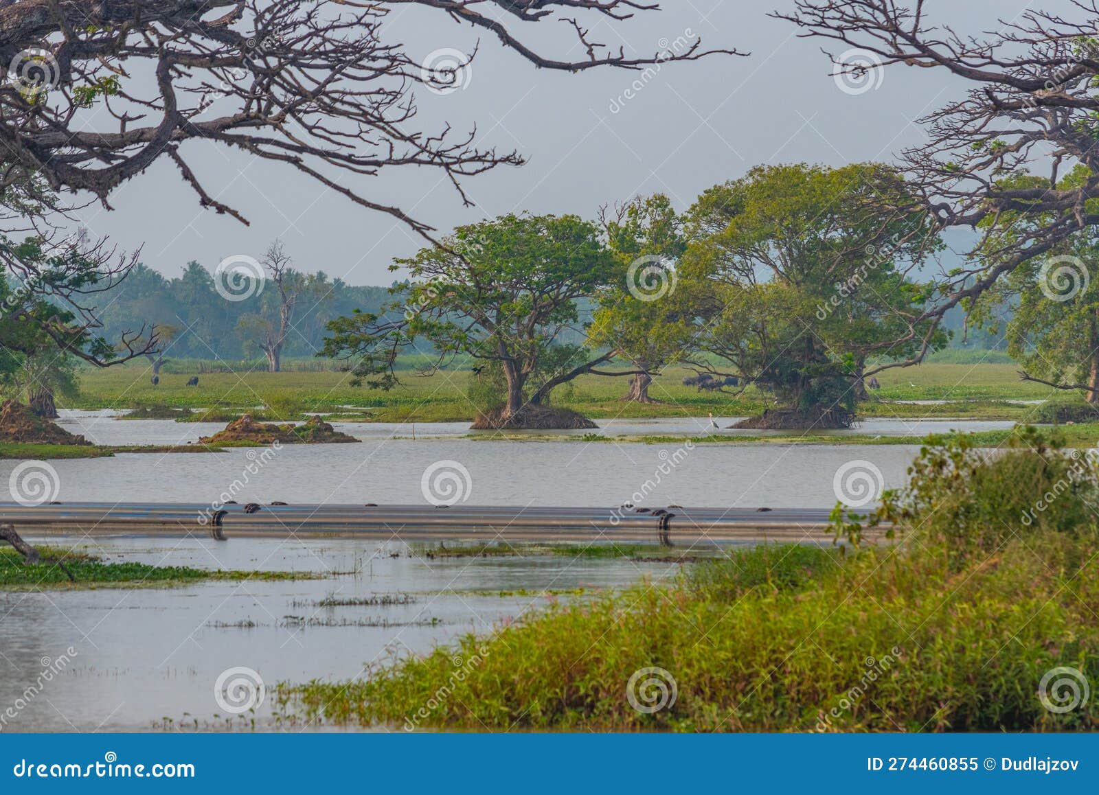 Tissa Weva Lake at Sri Lanka Stock Image - Image of valley, tourism ...