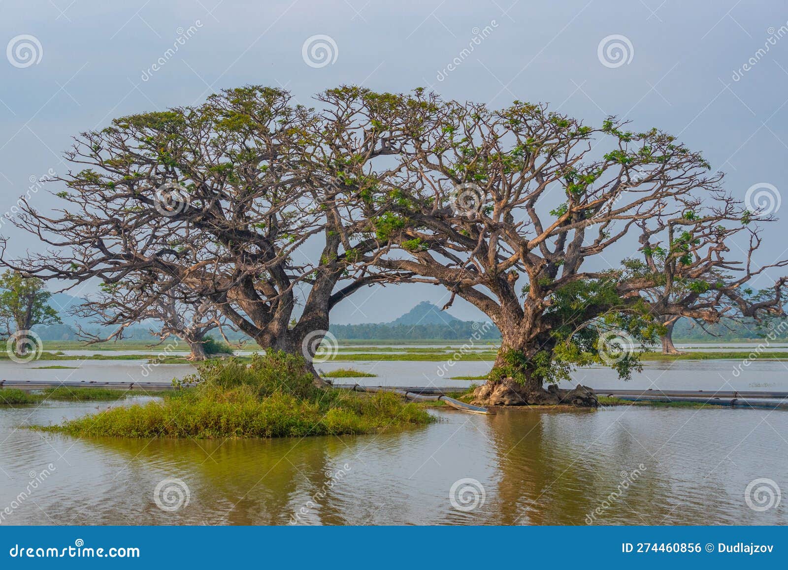 Tissa Weva Lake at Sri Lanka Stock Photo - Image of nature, landscape ...