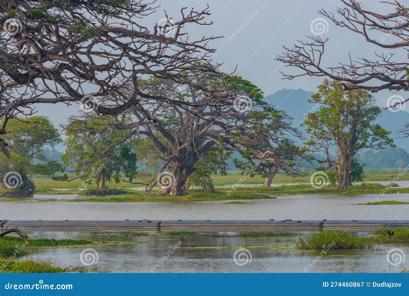 Tissa Weva Lake at Sri Lanka Stock Image - Image of nature, valley ...