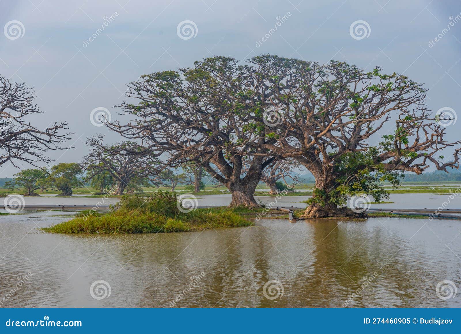 Tissa Weva Lake at Sri Lanka Stock Image - Image of fishing, travel ...