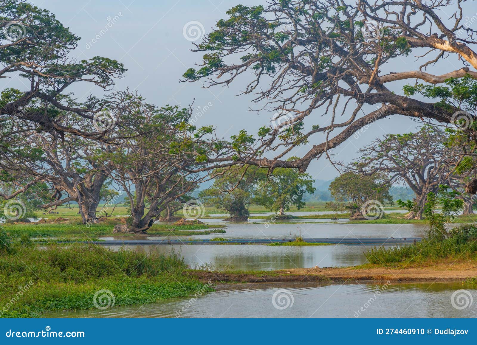Tissa Weva Lake at Sri Lanka Stock Photo - Image of tree, hill: 274460910