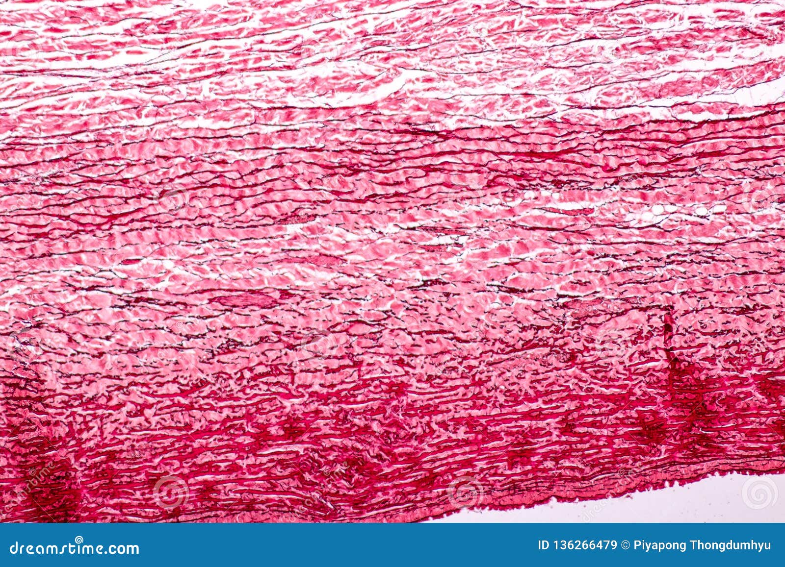 Physiology of the Arteries and Veins for Education in Laboratory. Stock ...