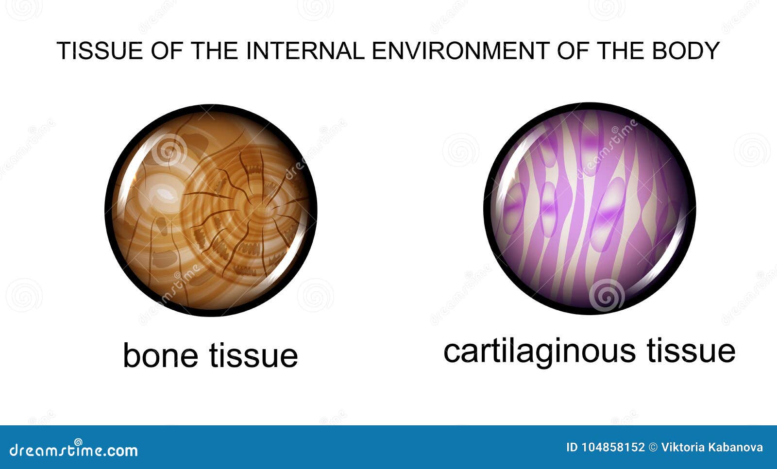Tissue of the Internal Environment Stock Vector - Illustration of dense ...