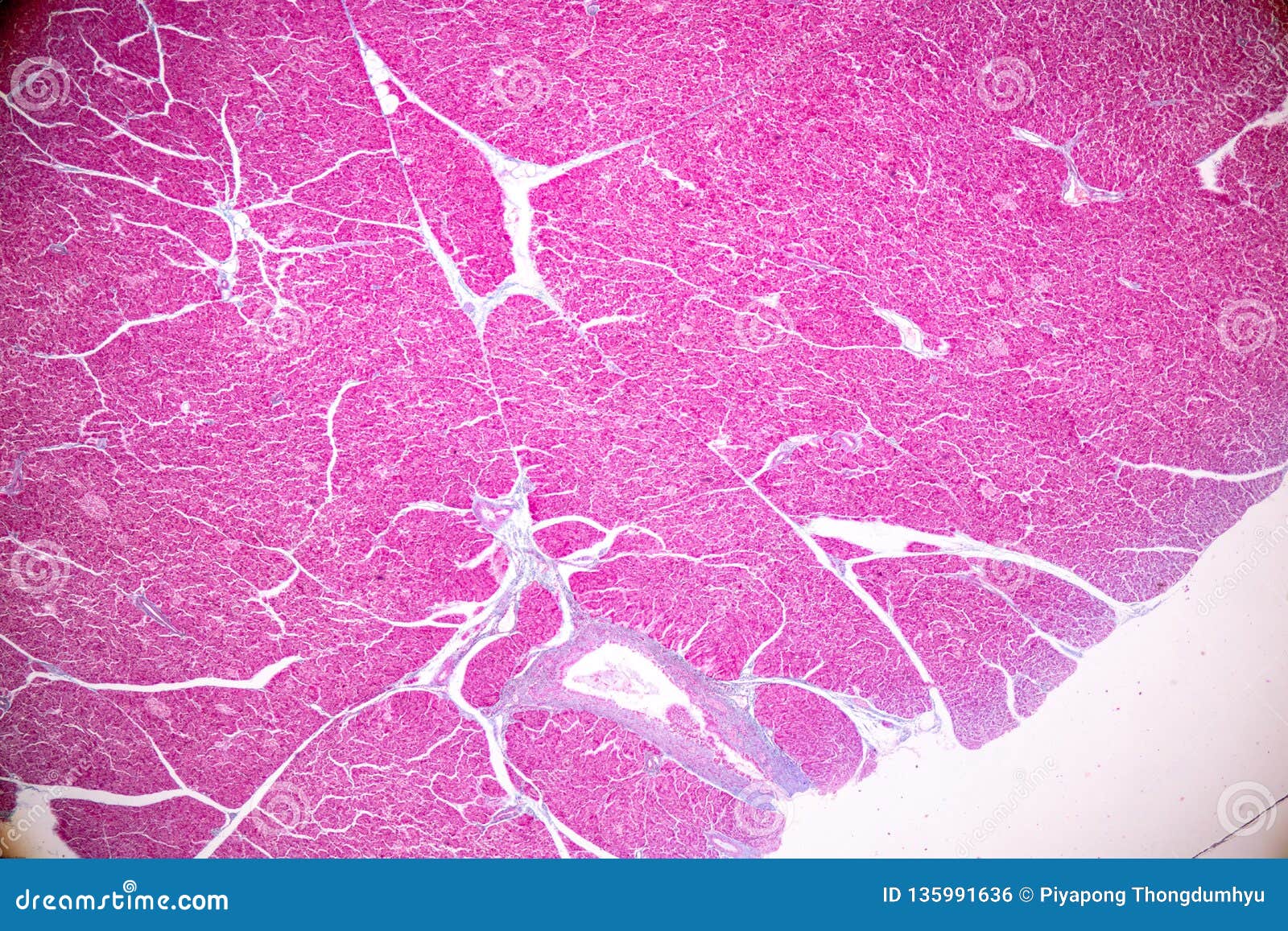 Digestive System Tissues