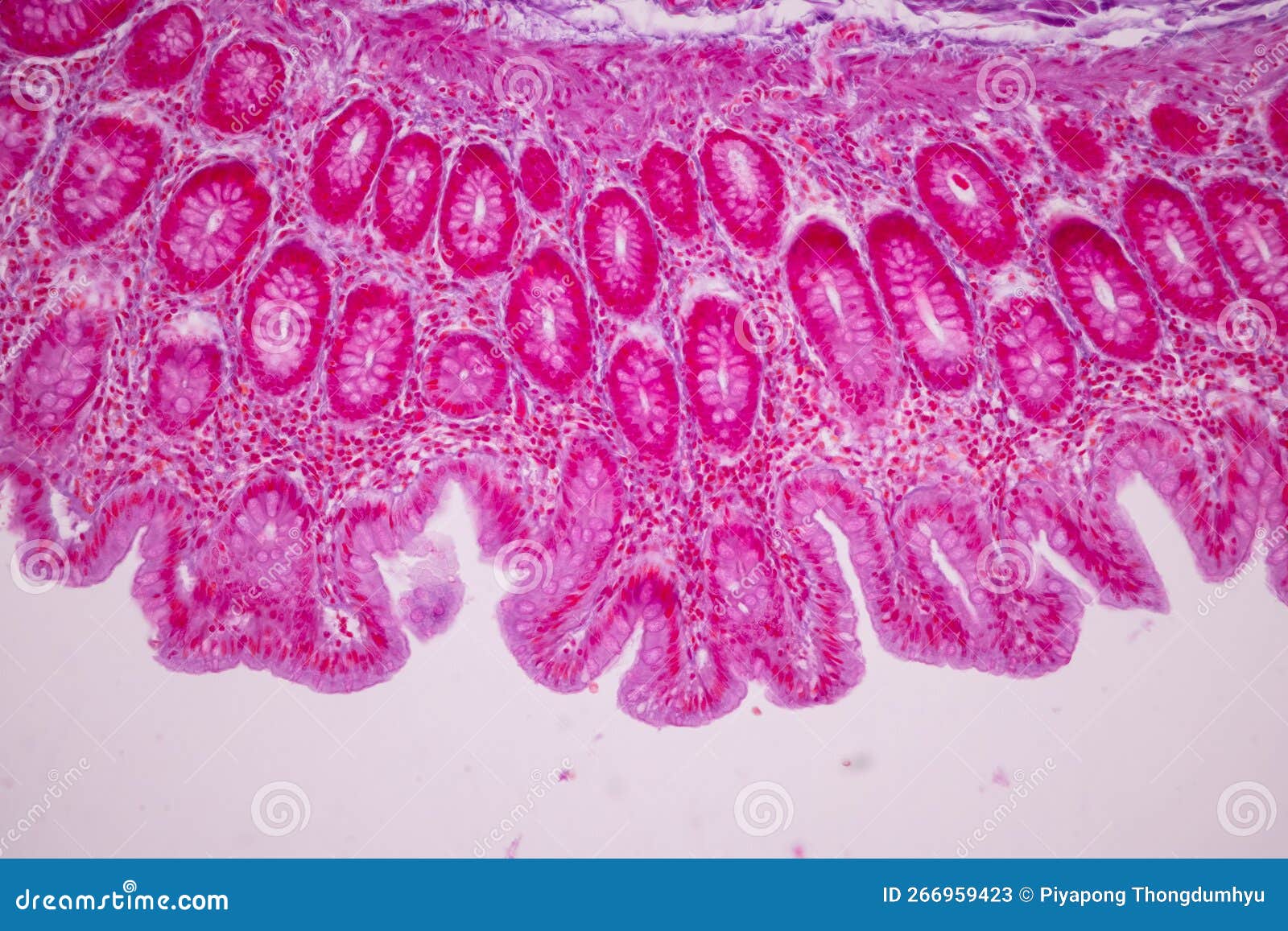 Large Intestine Microscope