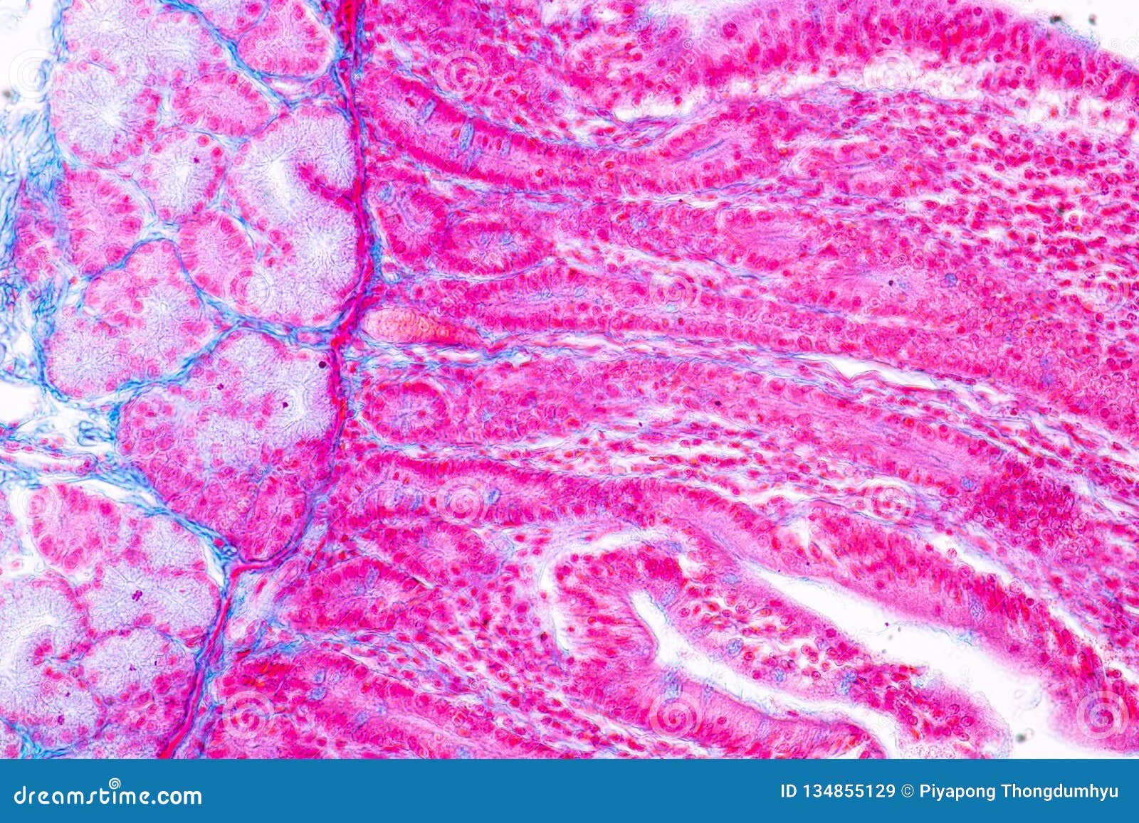 Tissue of Small Intestine or Small Bowel Under the Microscopic. Stock ...