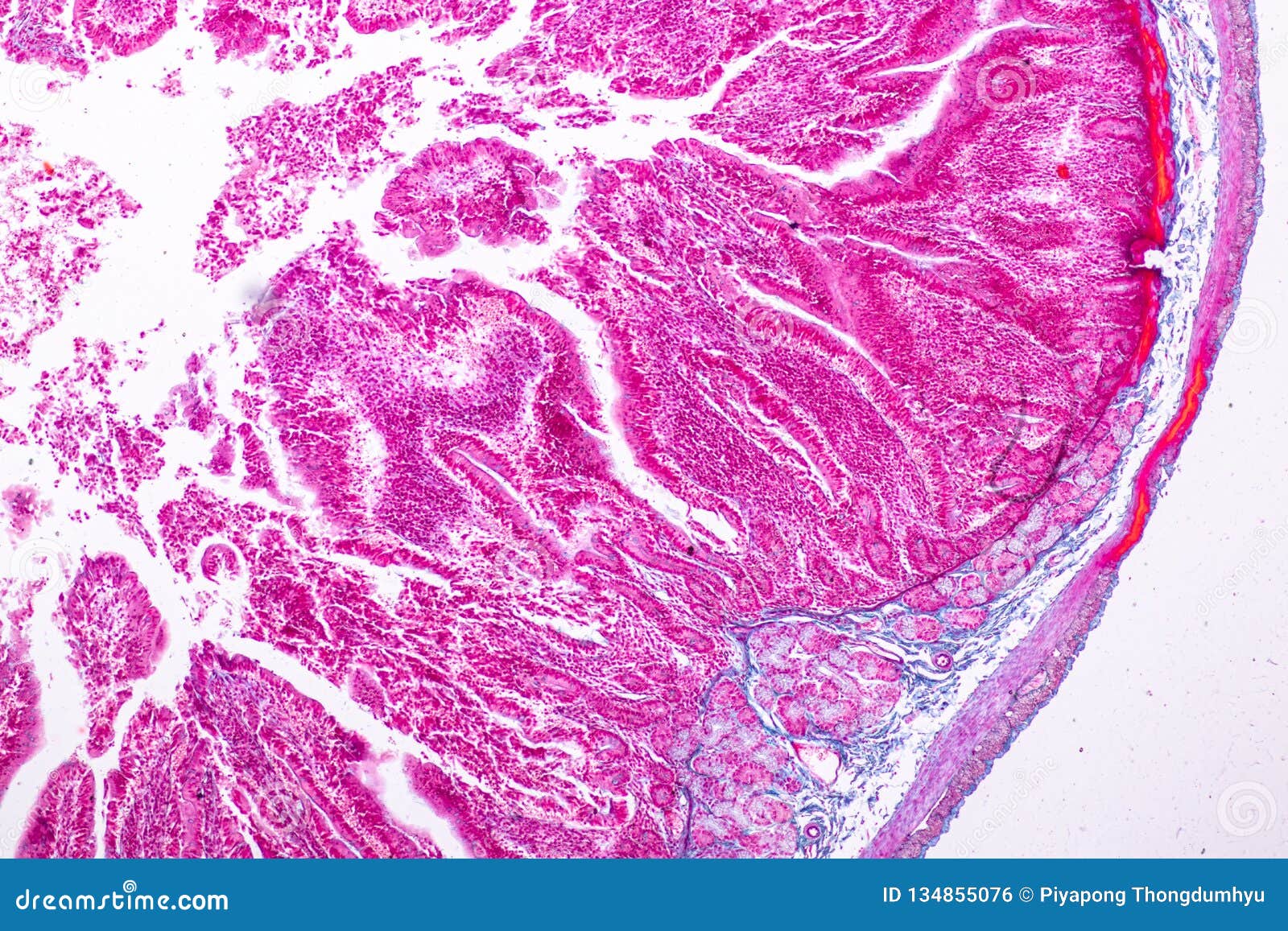 Tissue of Small Intestine or Small Bowel Under the Microscopic. Stock ...