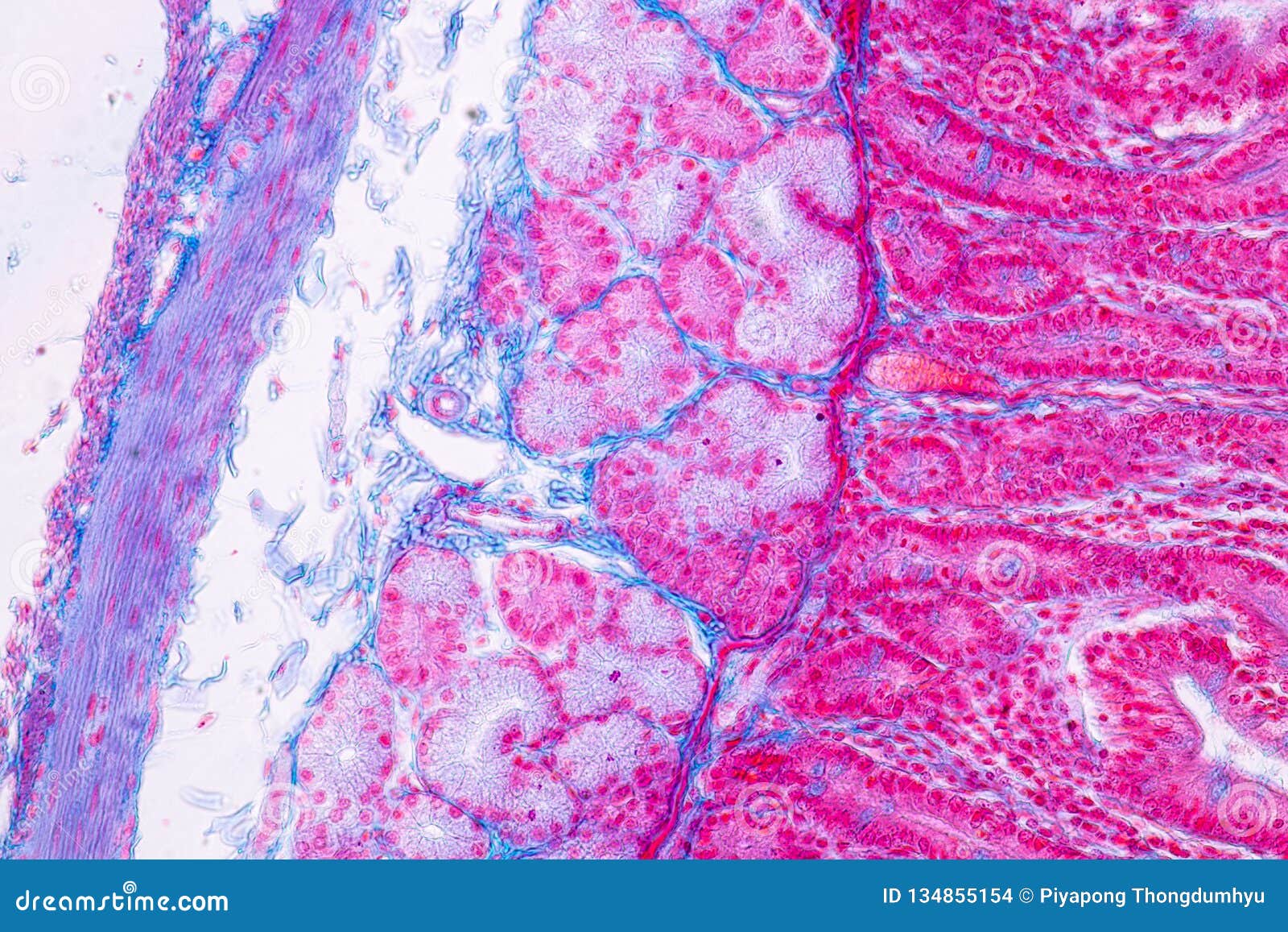 Tissue of Small Intestine or Small Bowel Under the Microscopic. Stock ...
