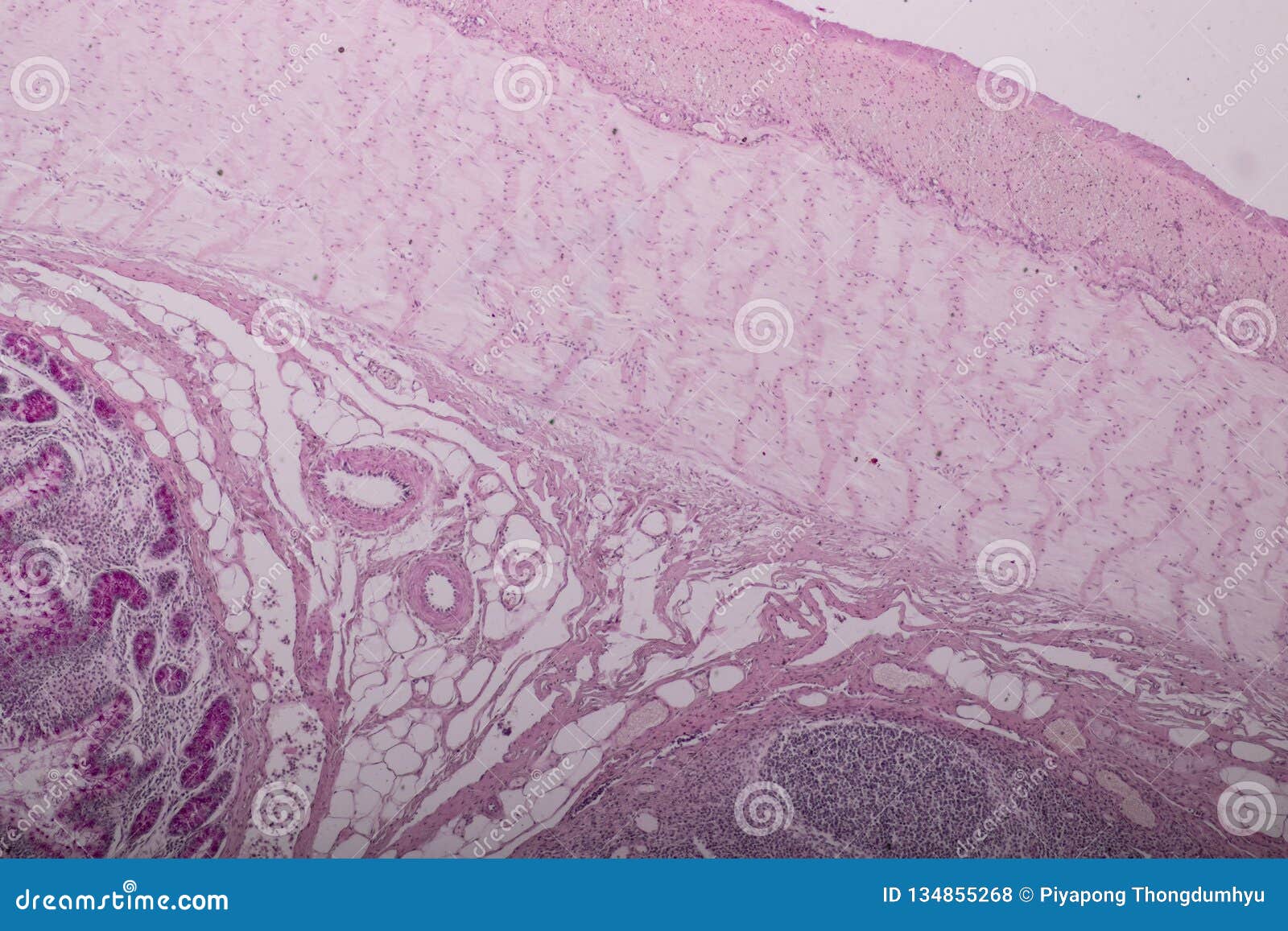 Tissue of Small Intestine or Small Bowel Under the Microscopic. Stock ...