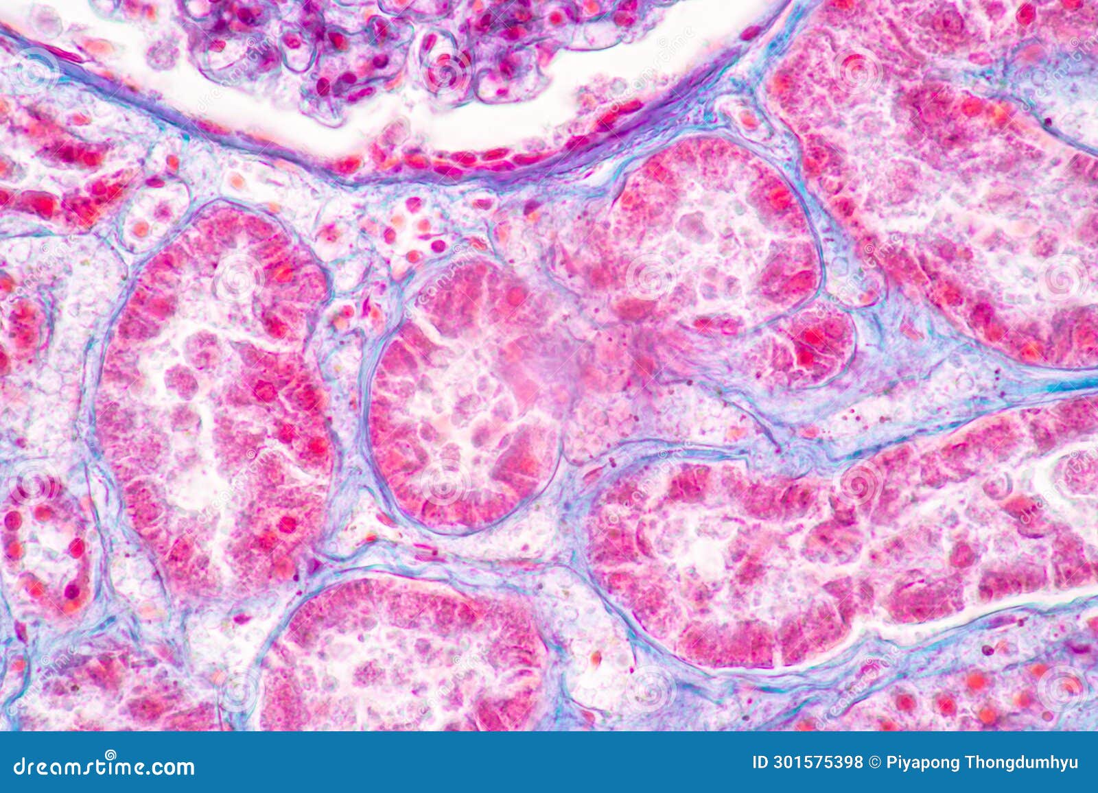 Tissue Of Spleen Human, Liver Human And Kidney Human Under The ...