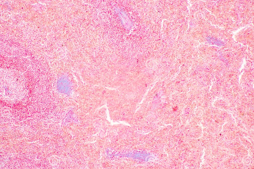 Tissue of Spleen Human, Liver Human and Kidney Human Under the ...