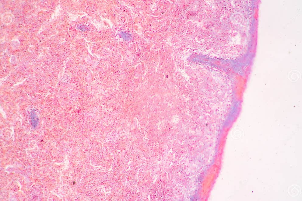 Tissue of Spleen Human, Liver Human and Kidney Human Under the ...