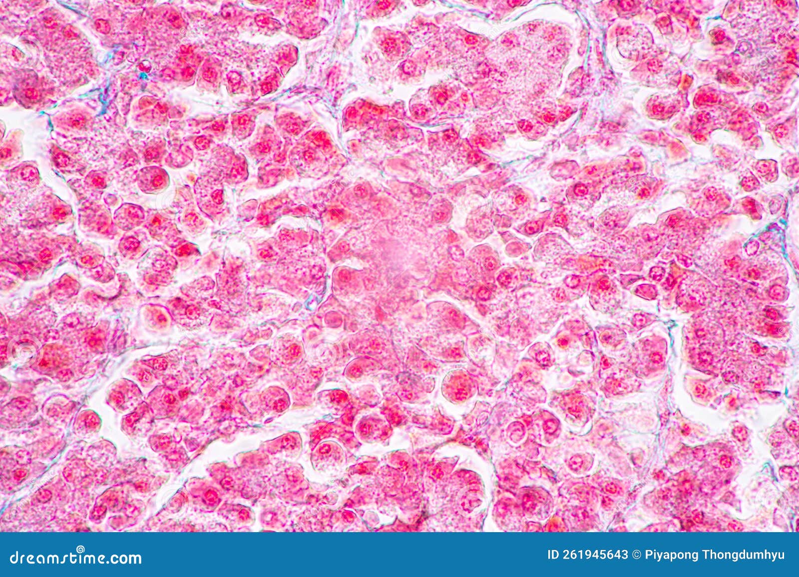 Tissue of Stomach Human, Small Intestine Human, Pancreas Human and ...