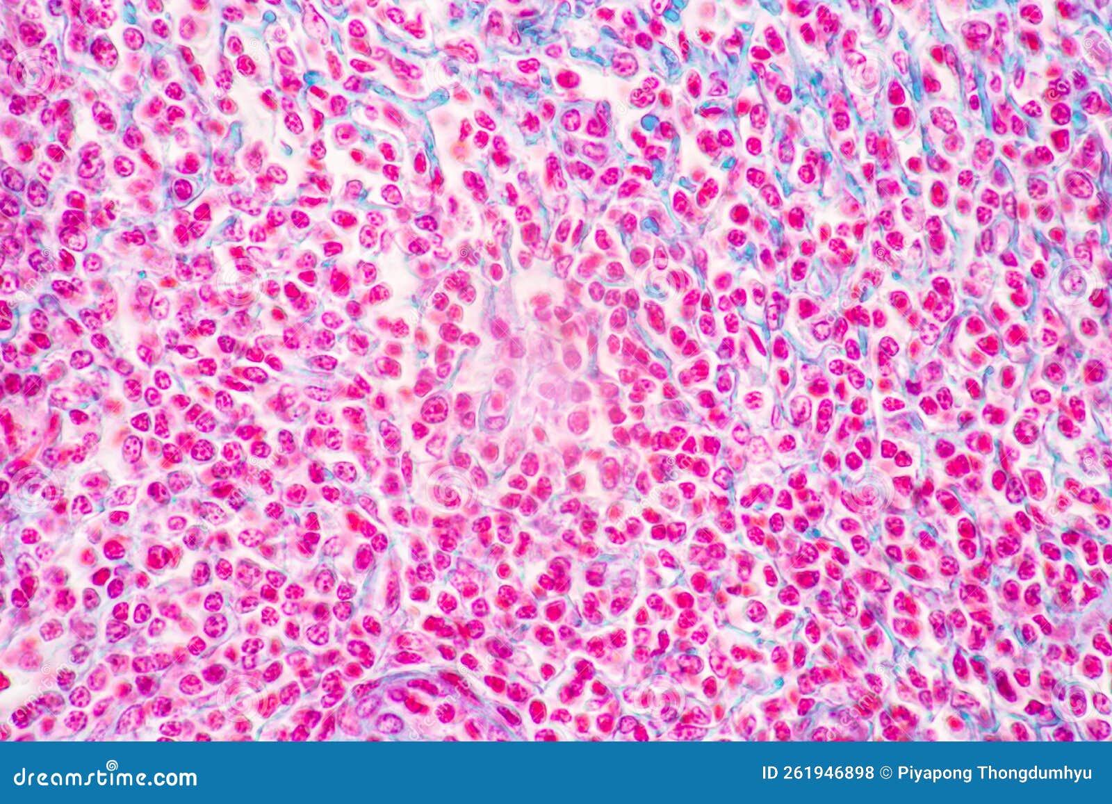 Tissue of Stomach Human, Small Intestine Human, Pancreas Human and ...