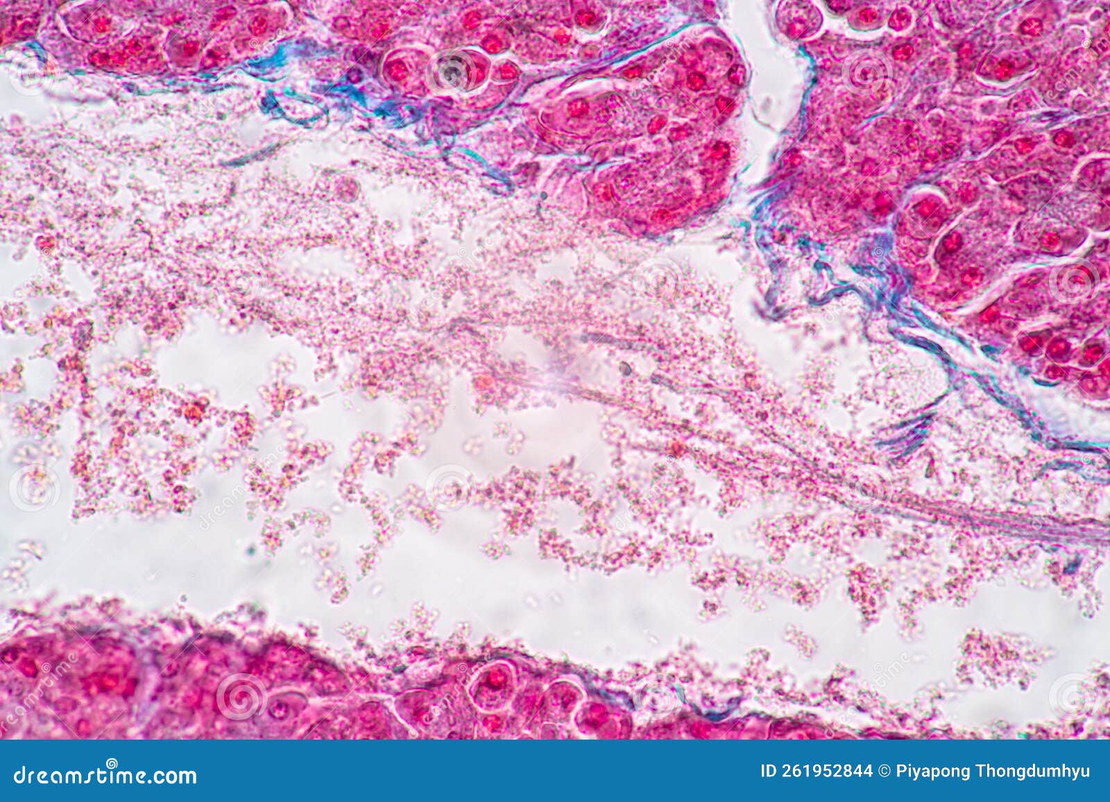 Tissue of Stomach Human, Small Intestine Human, Pancreas Human and ...