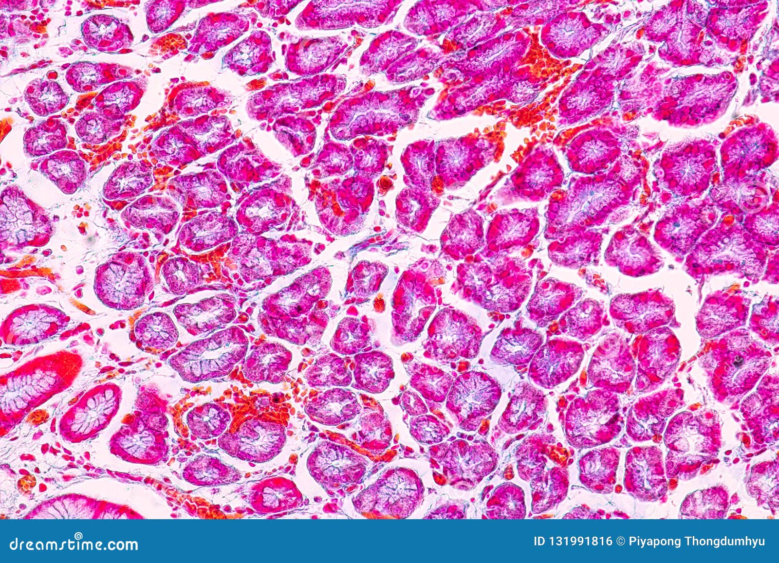 Tissue of Stomach Under the Microscope for Education. Stock Photo ...