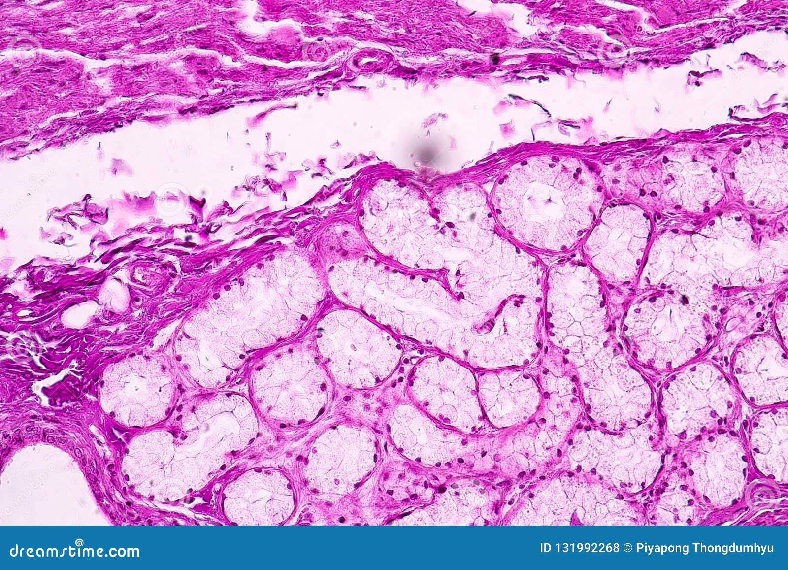 Tissue of Stomach Under the Microscope for Education. Stock Photo ...