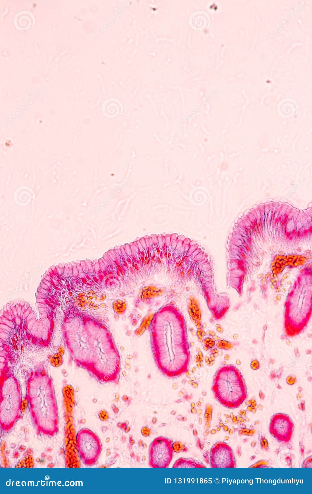 Tissue of Stomach Under the Microscope for Education. Stock Image ...