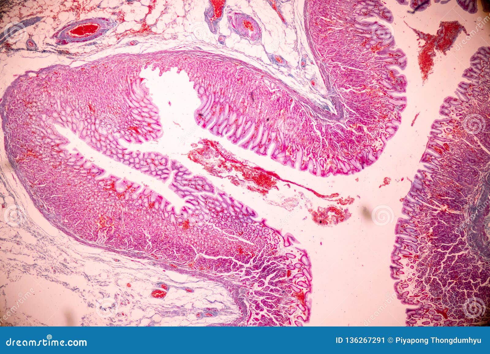Physiology of the Stomach for Education in Laboratory. Stock Image ...